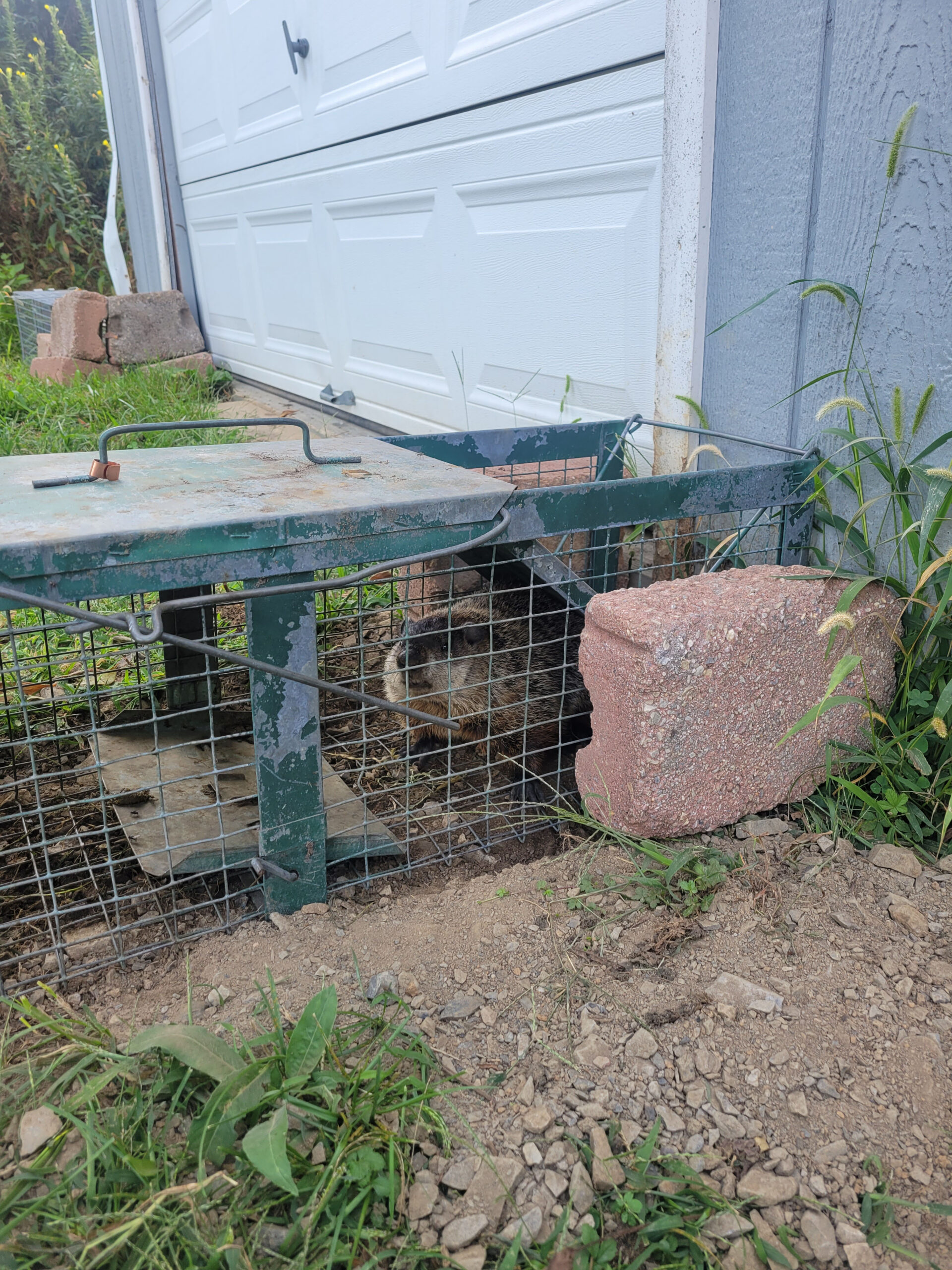 Photos - Wildlife Enterprises LLC