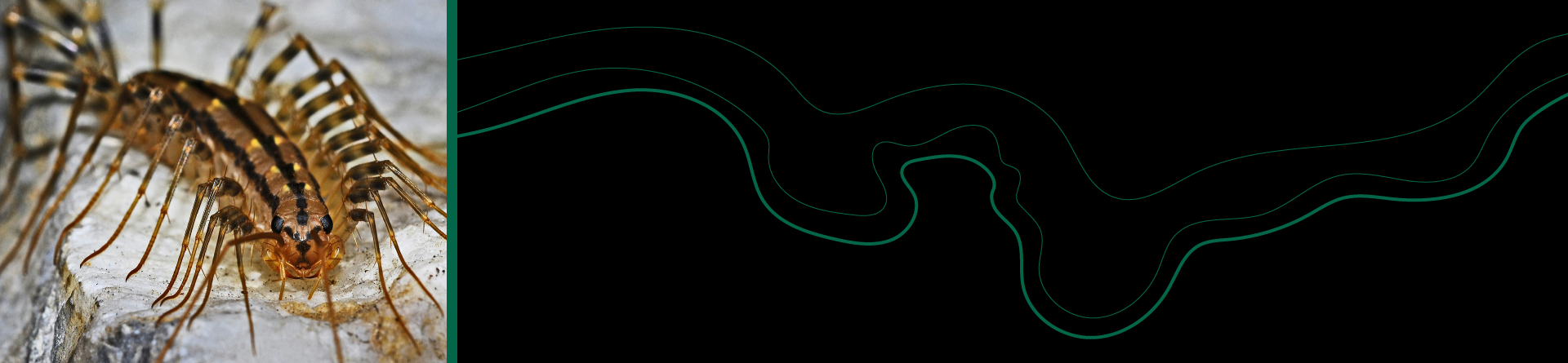 Centipedes - Wildlife Enterprises LLC