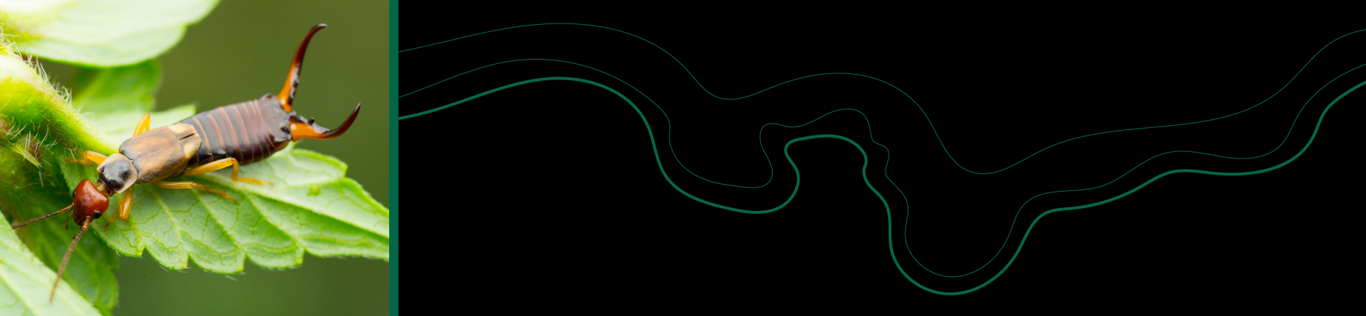 Earwigs - Wildlife Enterprises LLC