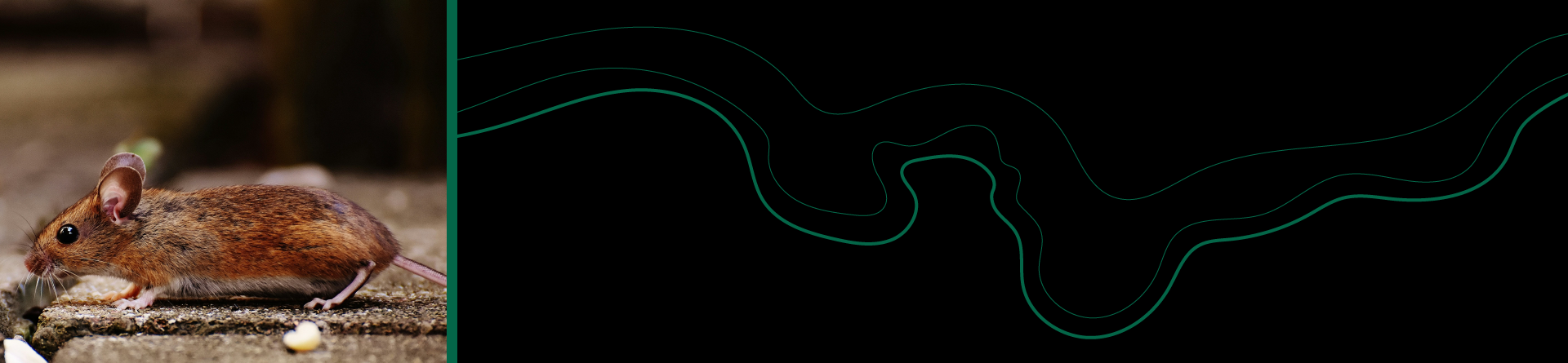 Mice & Rats - Wildlife Enterprises LLC