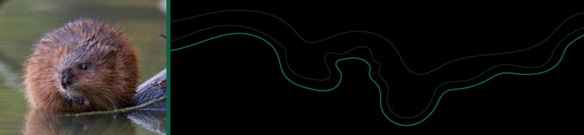 Muskrats - Wildlife Enterprises LLC