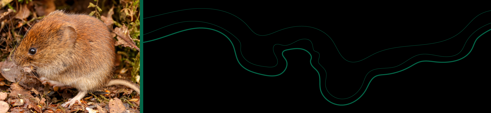 Voles - Wildlife Enterprises LLC